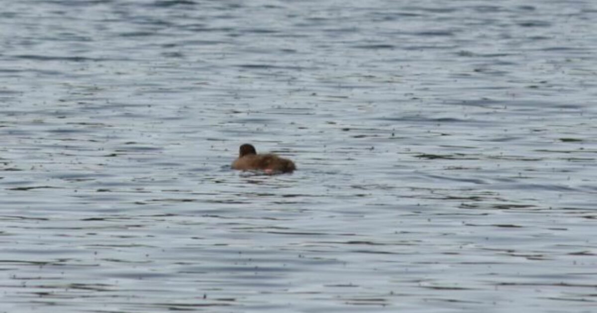 Black's Cliff Resort | Birch Bark Blog